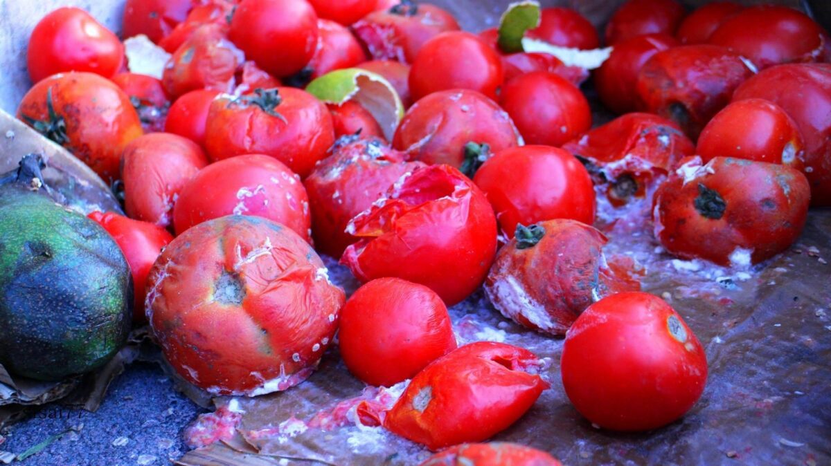 Why rotten tomatoes is bad - FarmingFarmersFarms