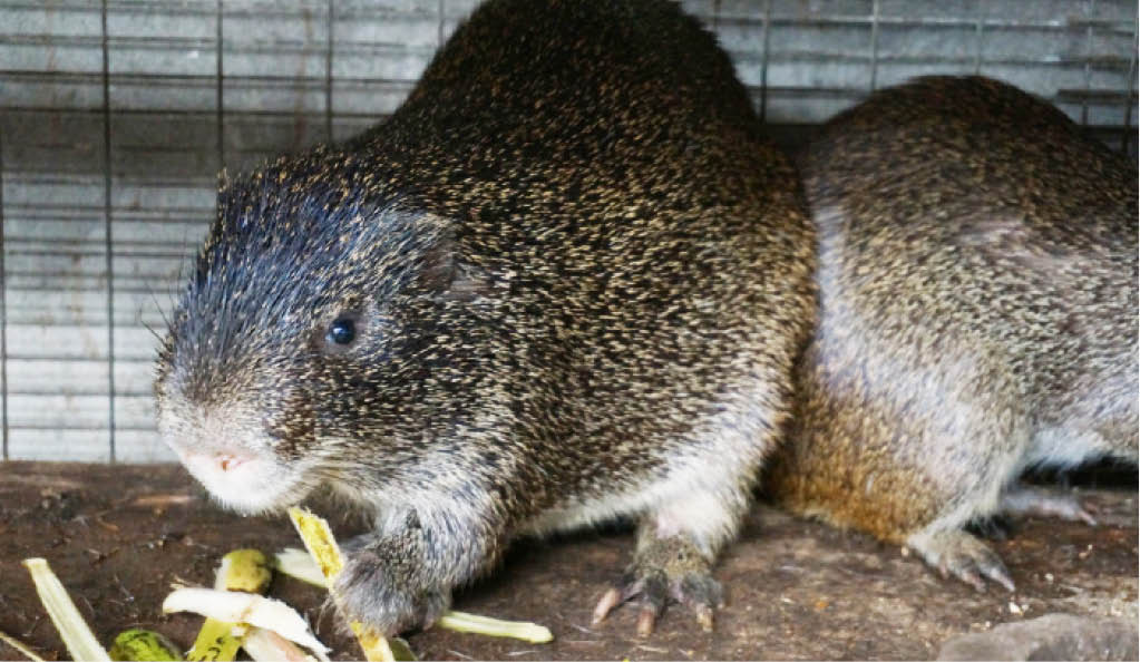 Grasscutter Farming (English)